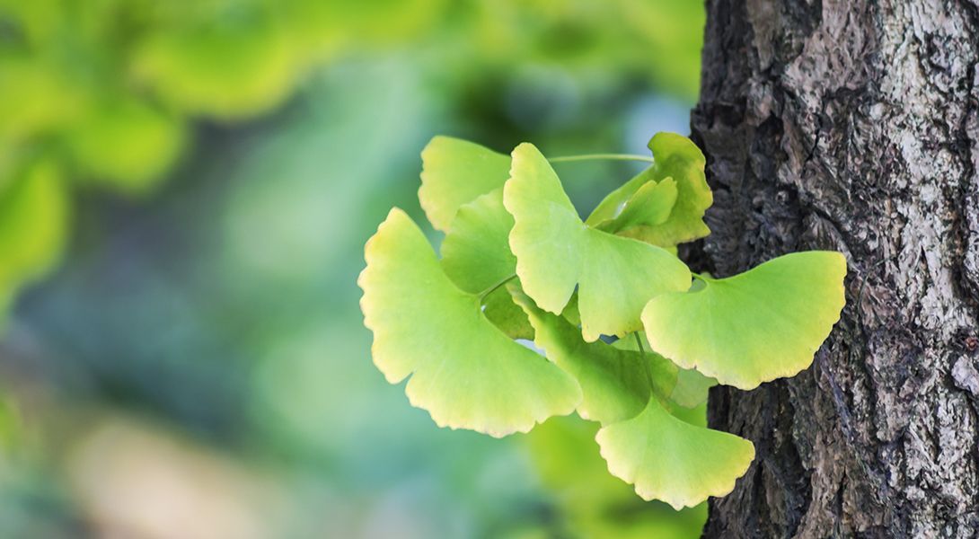 ¿Para qué sirve el Ginkgo Biloba?